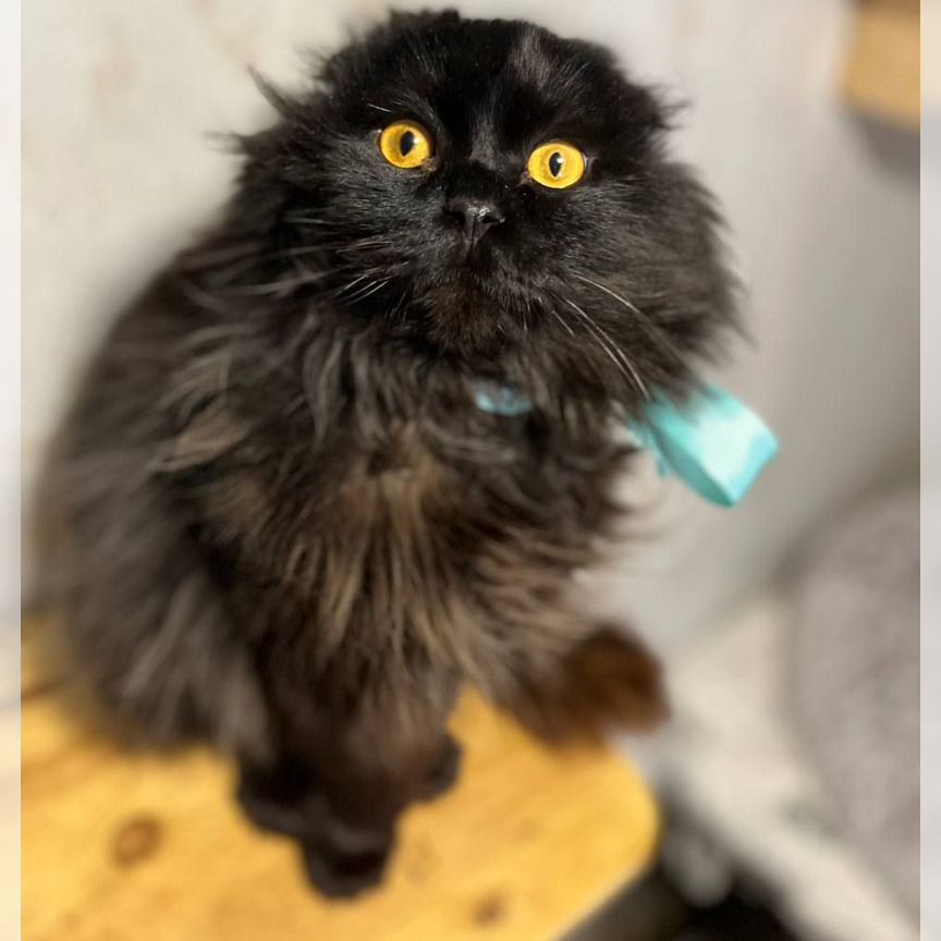 Шотландский вислоухий длинношёрстный, взрослый кот