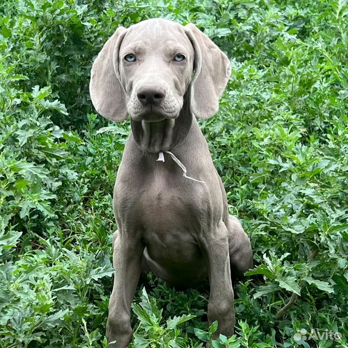 Щенки веймаранера