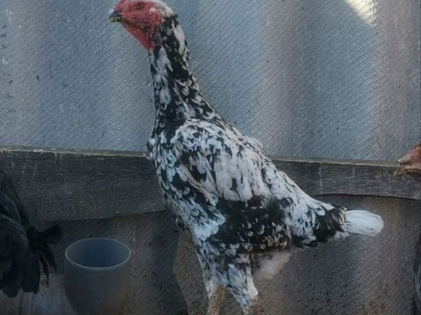 Инкубационное яйцо О Шамо