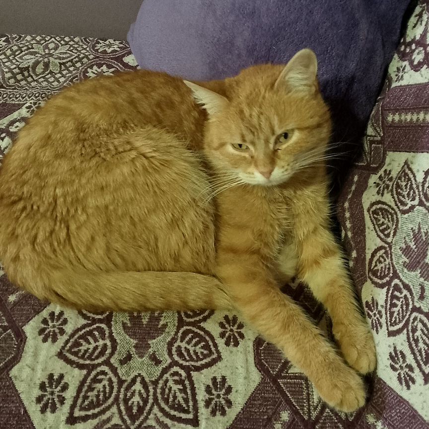 Отдам кошку мышеловку, умная