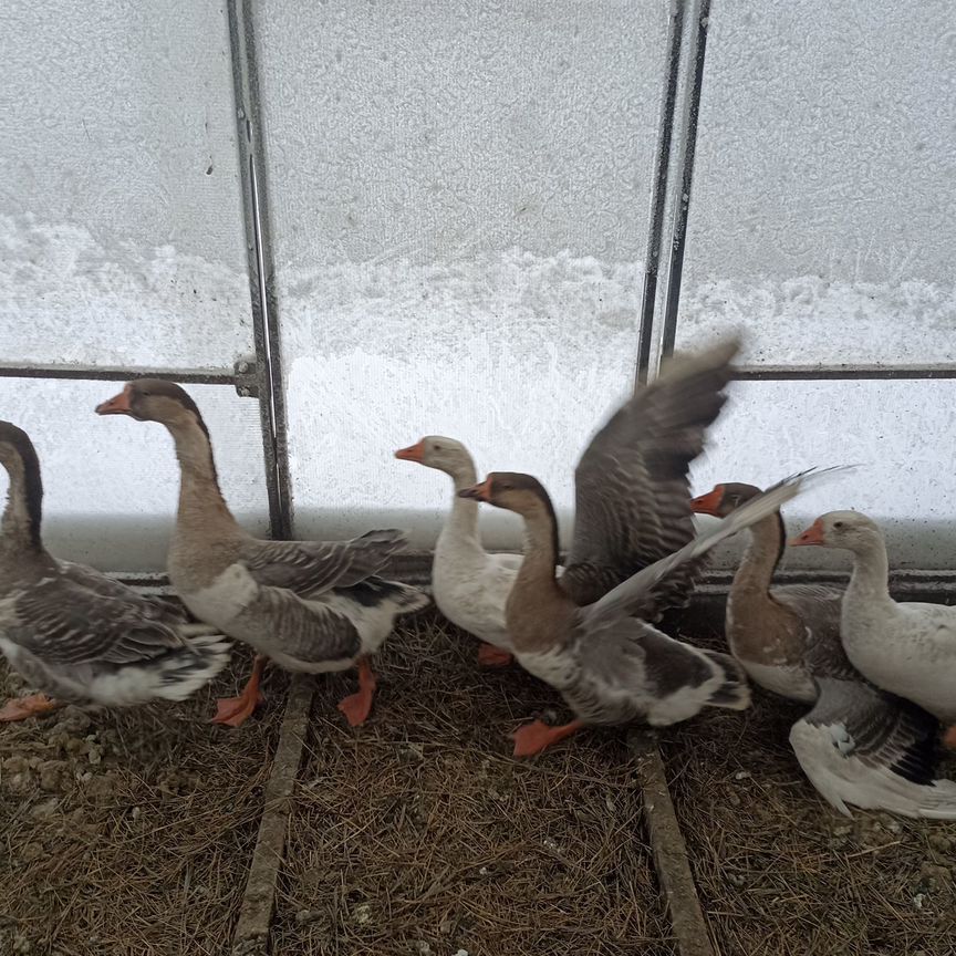 Гуси живым весом