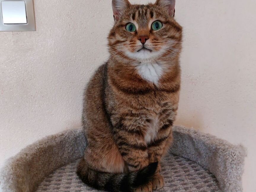 Котик Вася ищет любимых людей