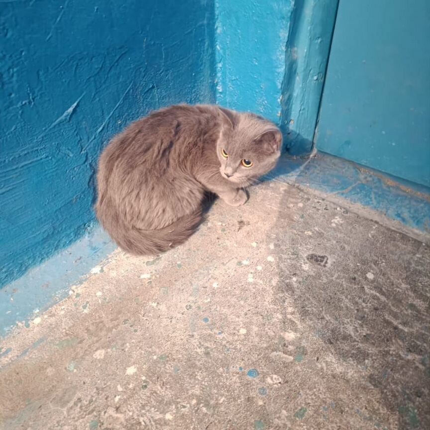 Кошка/ кот в подъезде