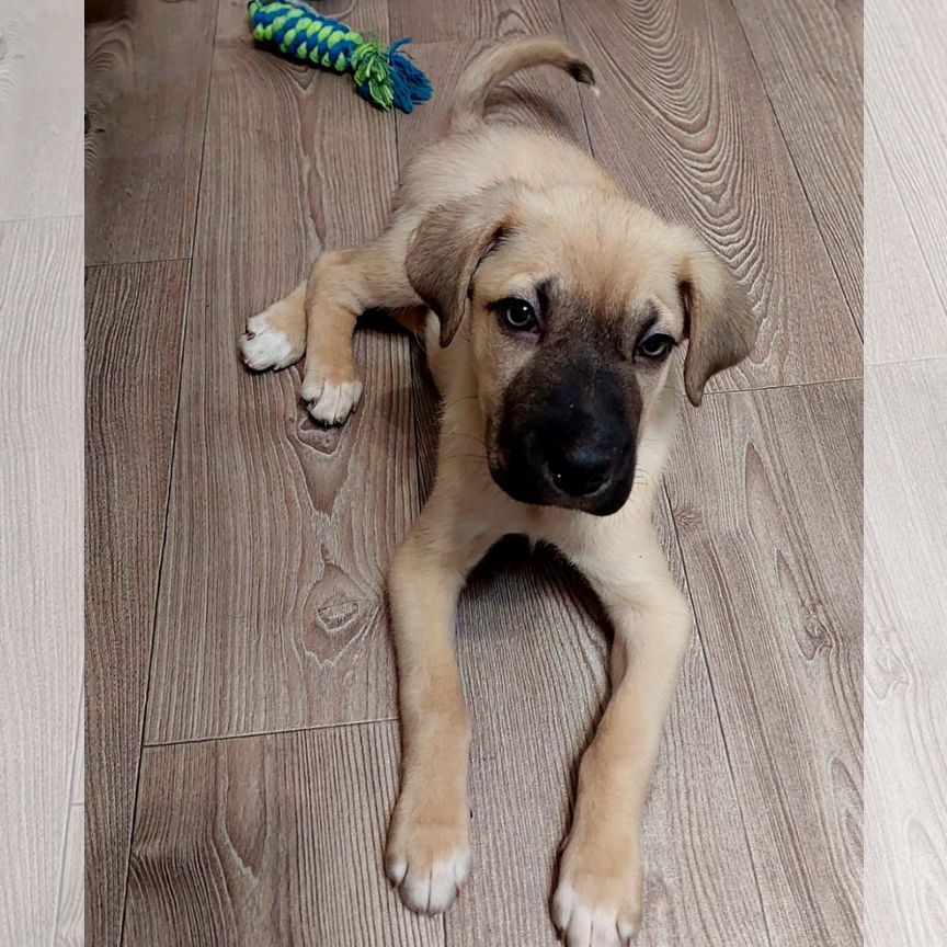 Щенок крупной породы Тарзан в дар