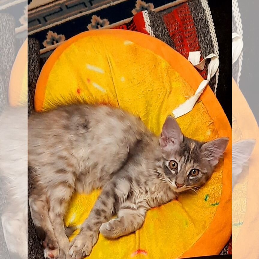 Кошечки бесплатно