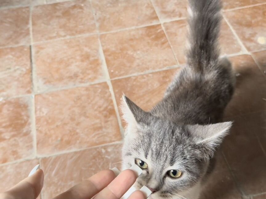 Котеное