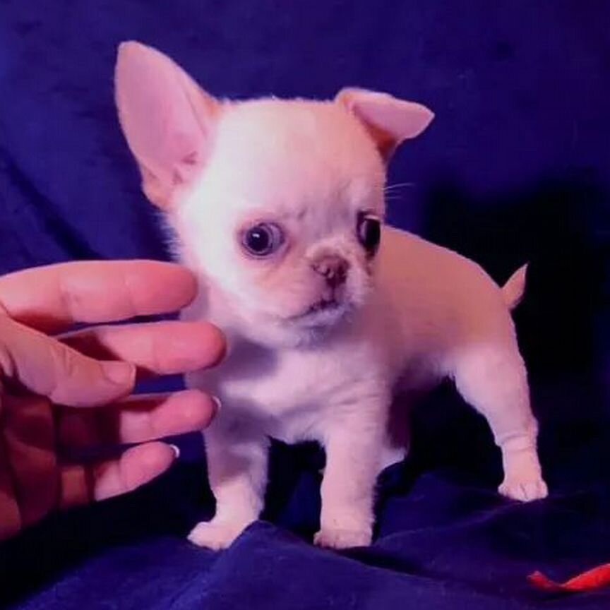 Чихуахуа, щенок