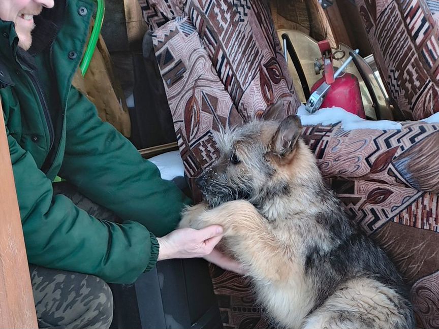Щенок девочка в добрые руки