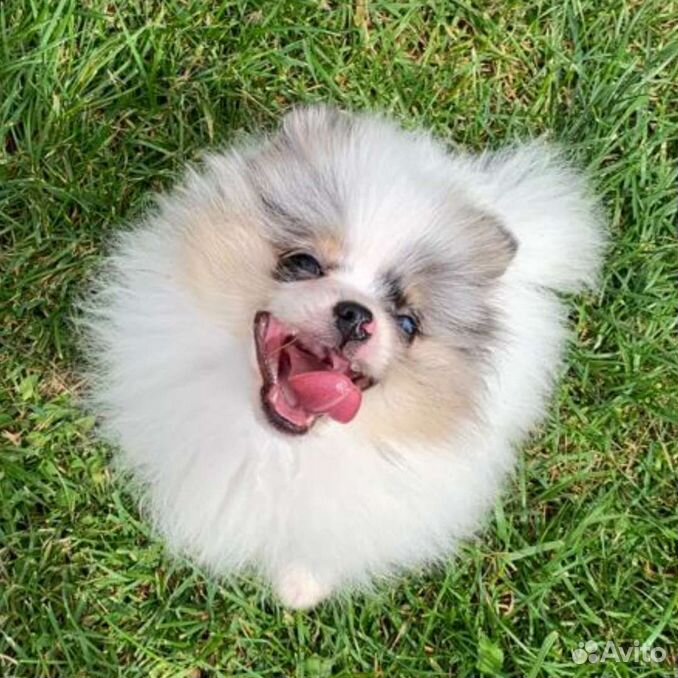 Щенки шпица Собаки-улыбаки