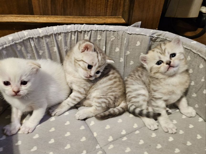 Шотландские вислоухие и прямоухие котята