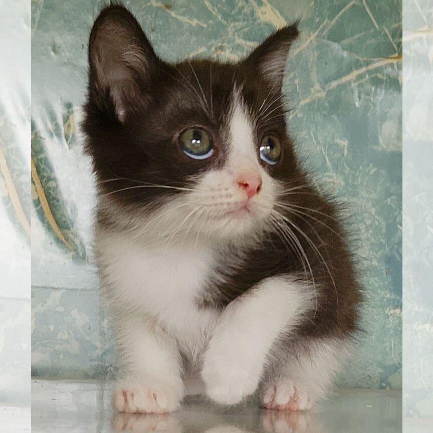 Котёнок в добрые руки