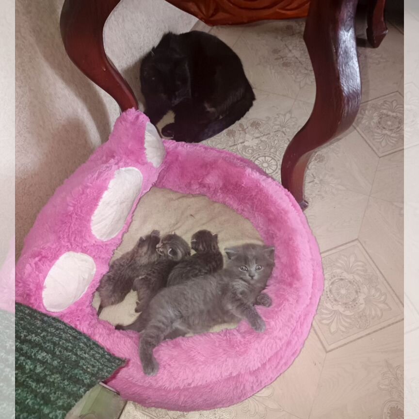 Русский голубой котёнок