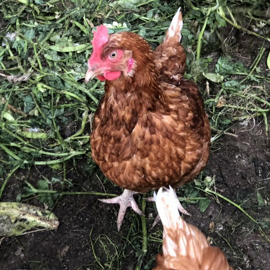 Куры молодки несушки