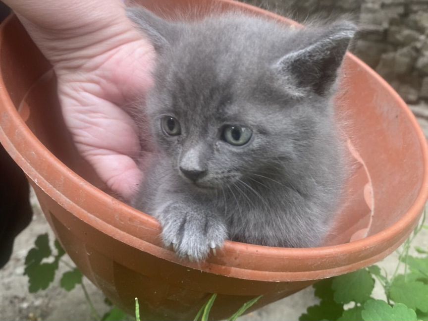 Великолепный котенок