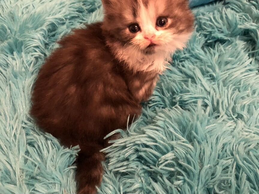 Котенок девочка метис