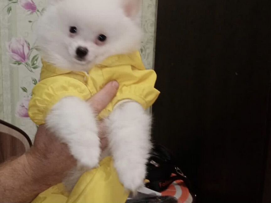 Собака шпиц