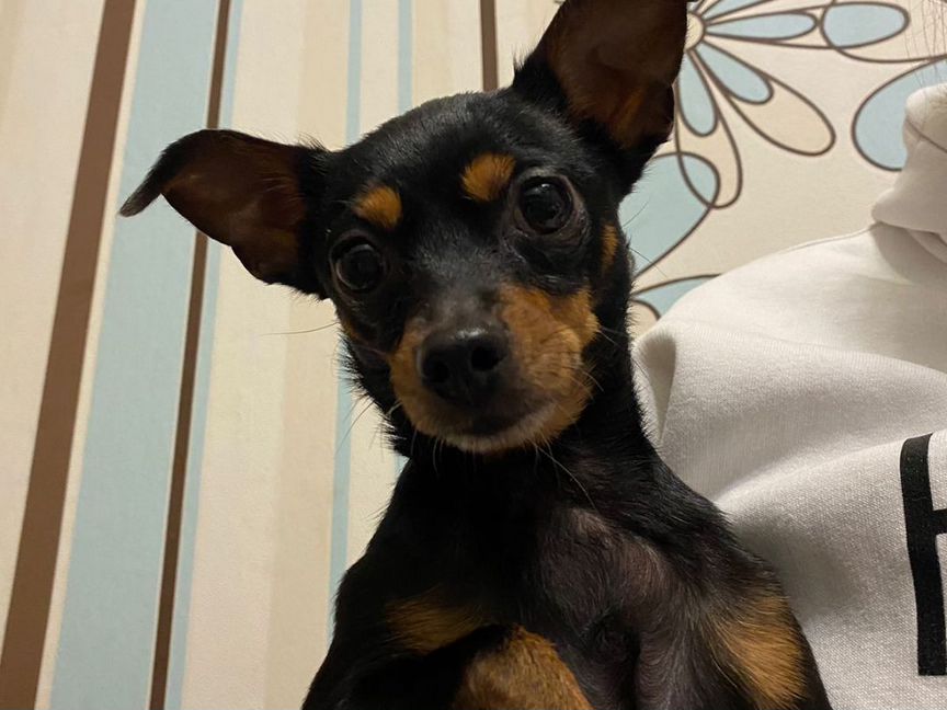 Собака мини Той-терьер бесплатно отдам