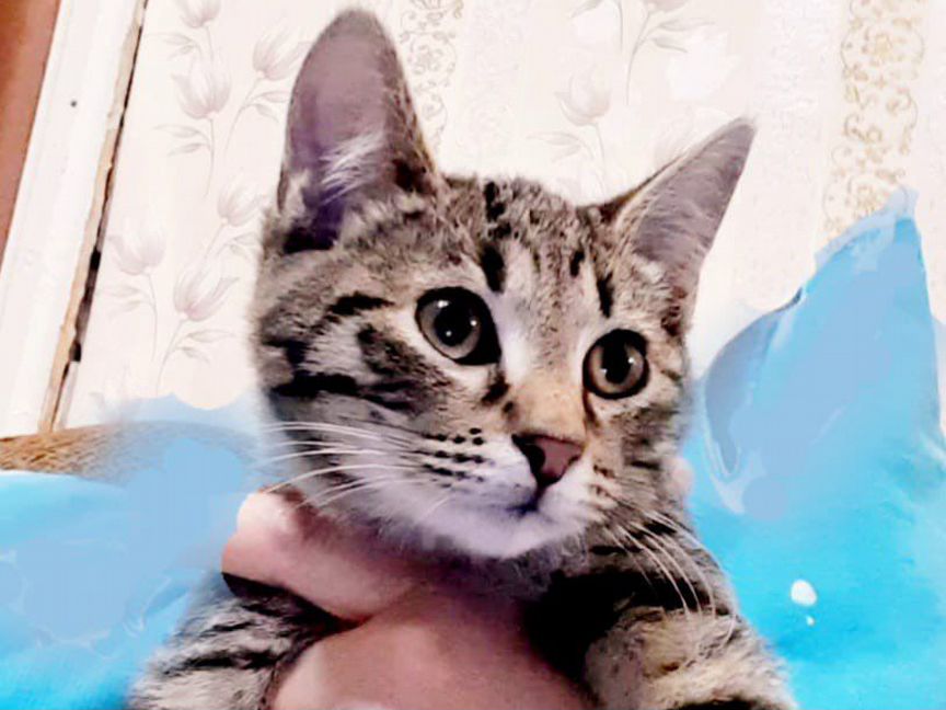 Котик с доставкой