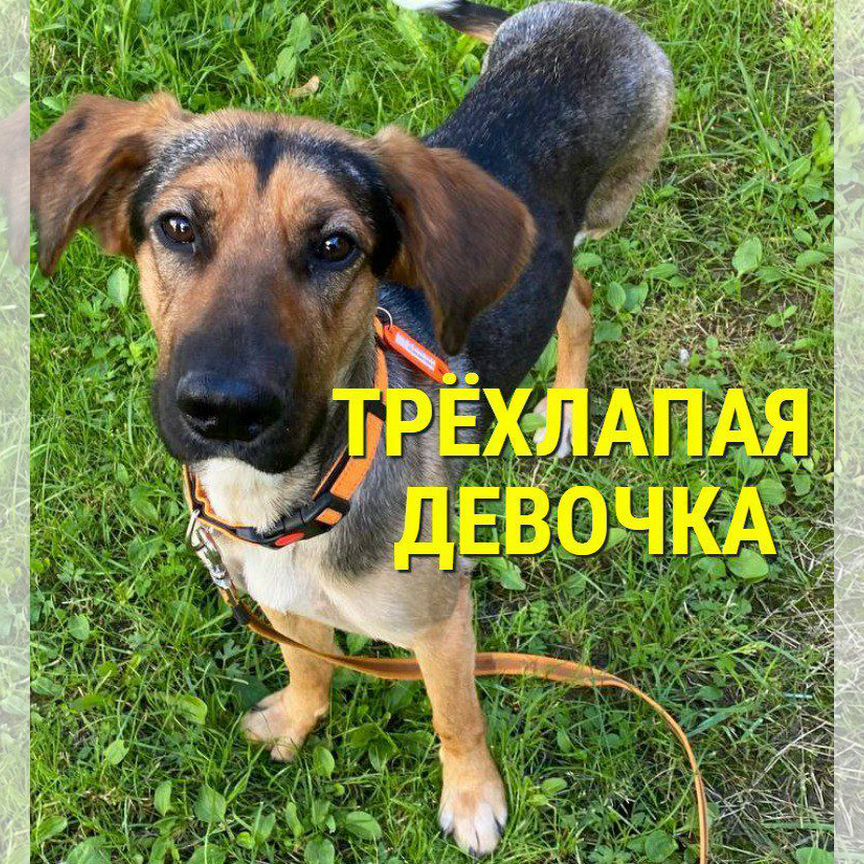 Взрослая собака в добрые руки