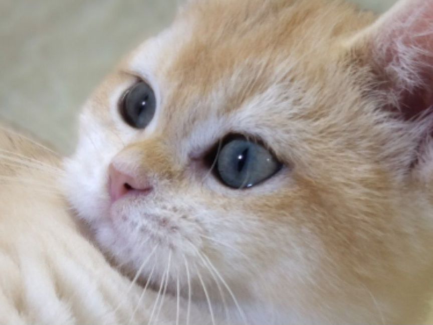 Британочка