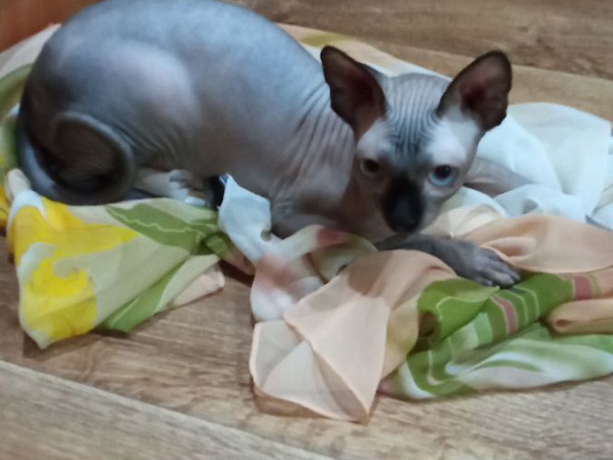 Девочка -Евочка, сфинкс предлагает вязку