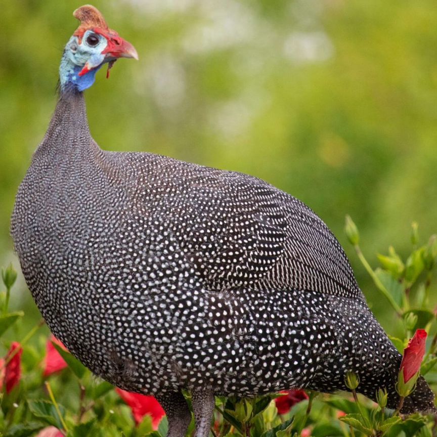 Домашняя птица цесарки