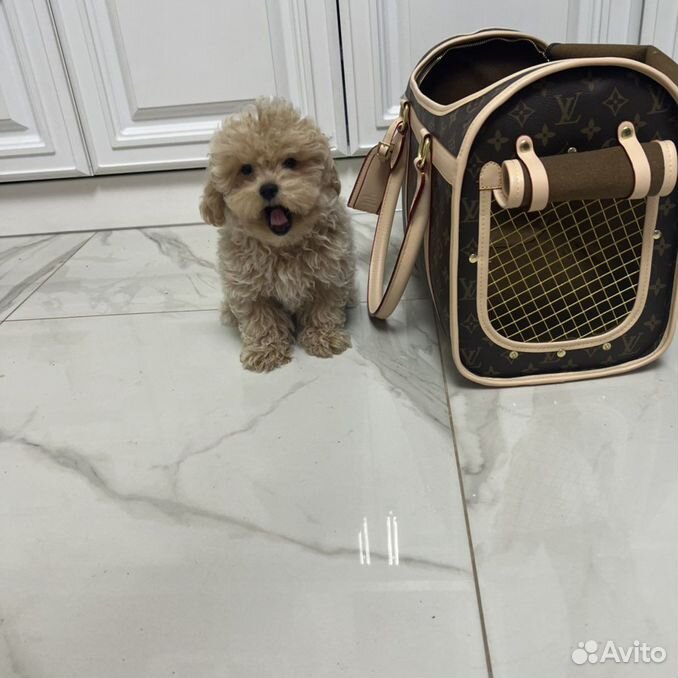 Мальтипу ф1 premium мальчик Korea