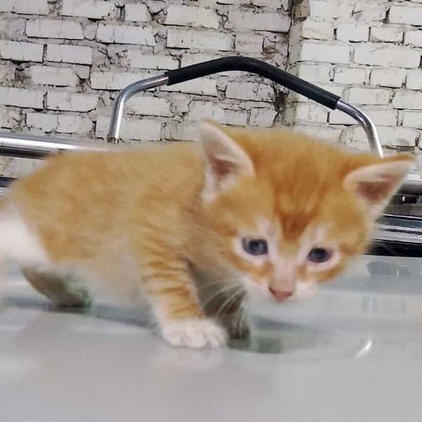 Котята в добрые руки даром