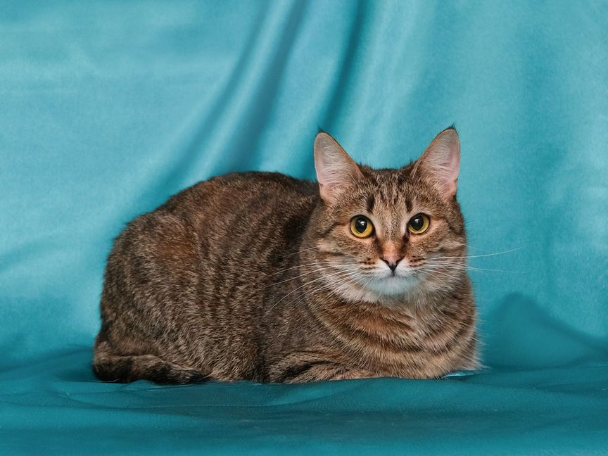 Эшли в поисках дома