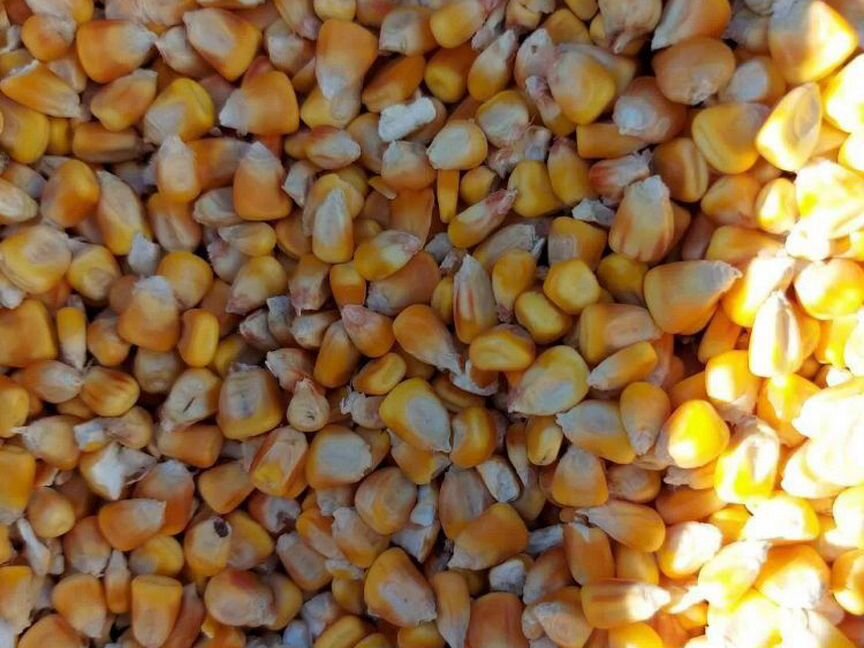 Гречиха, Пшеница озимая корма