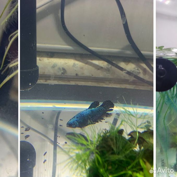 Рыбки-петушки плакаты самки и самцы