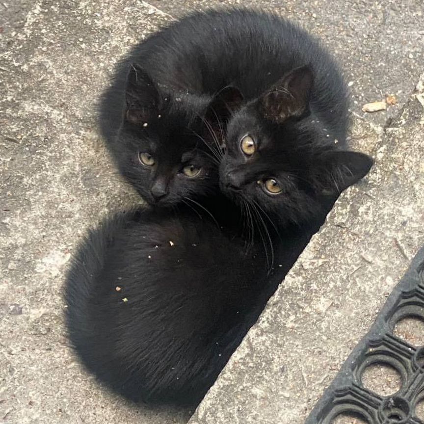 Котята малыши в добрые руки