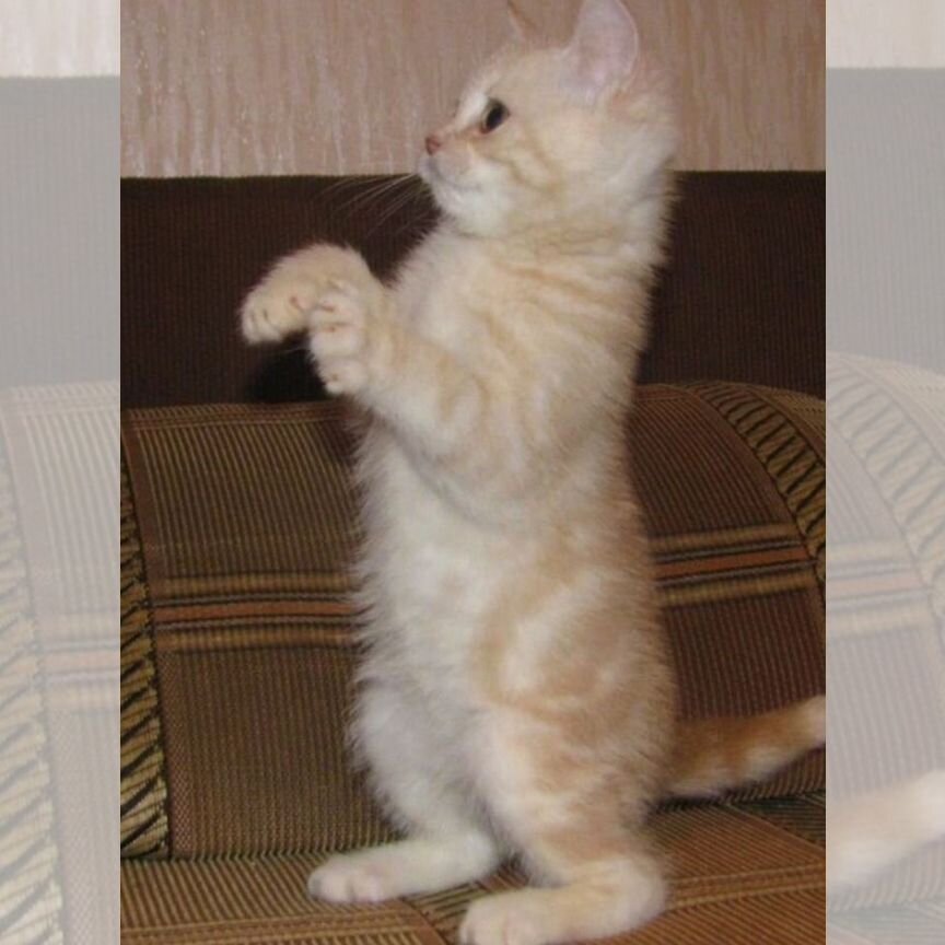 Котята бенгальские