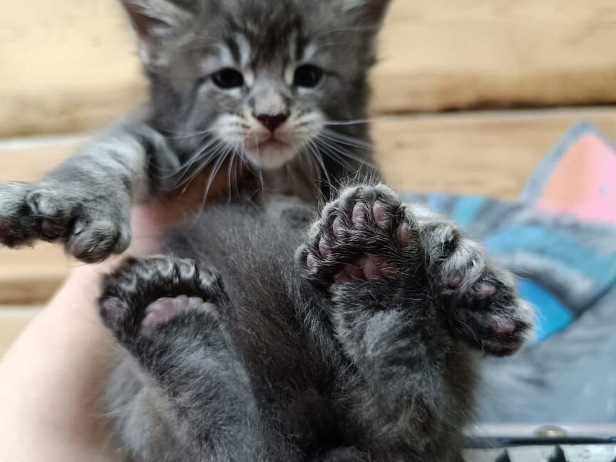 Мейн-кун крутые маьчики