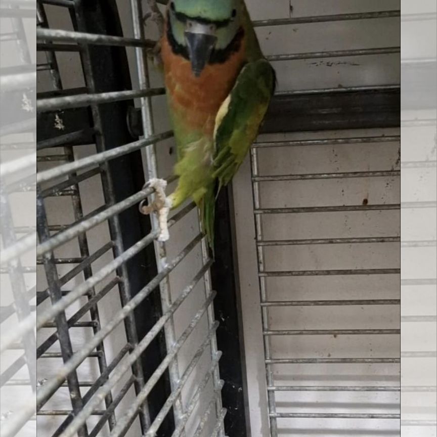 Ожереловый попугай самка