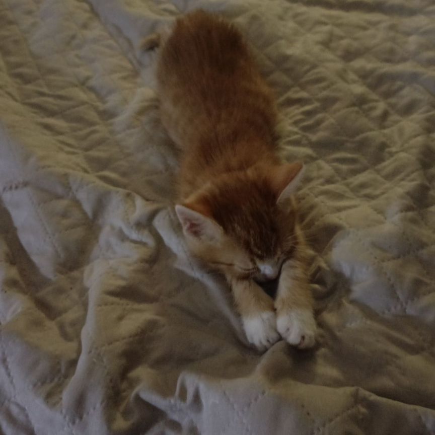 Отдам в добрые руки котика