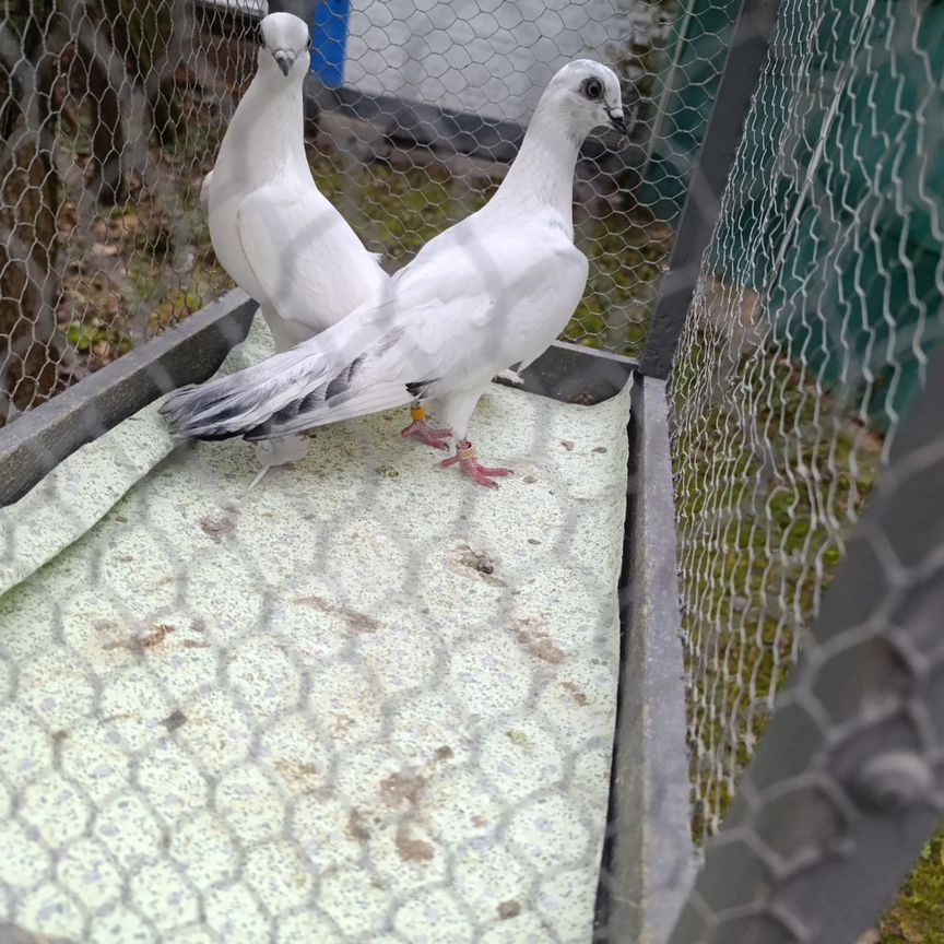 Купля продажа голубь