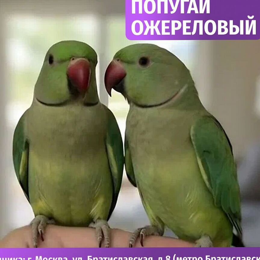 Попугай Ожереловый