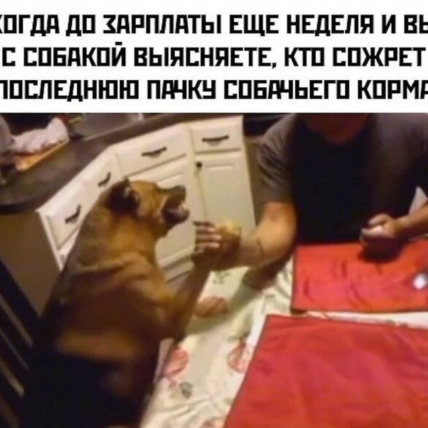 Корм для вашего любимца (собаки)