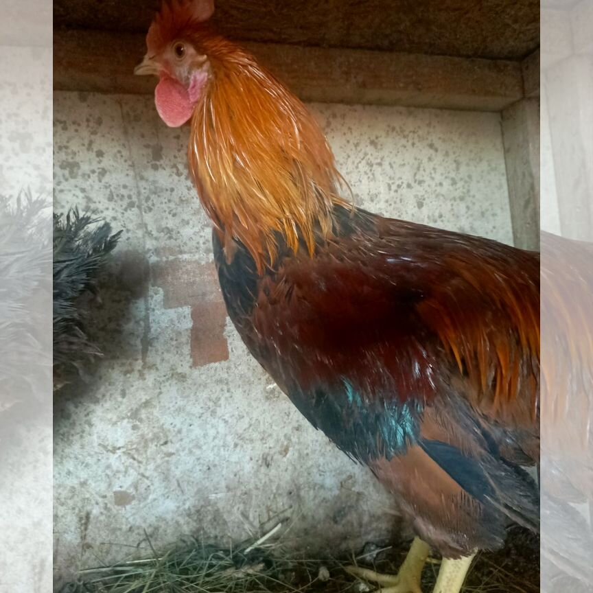 Молодые петухи