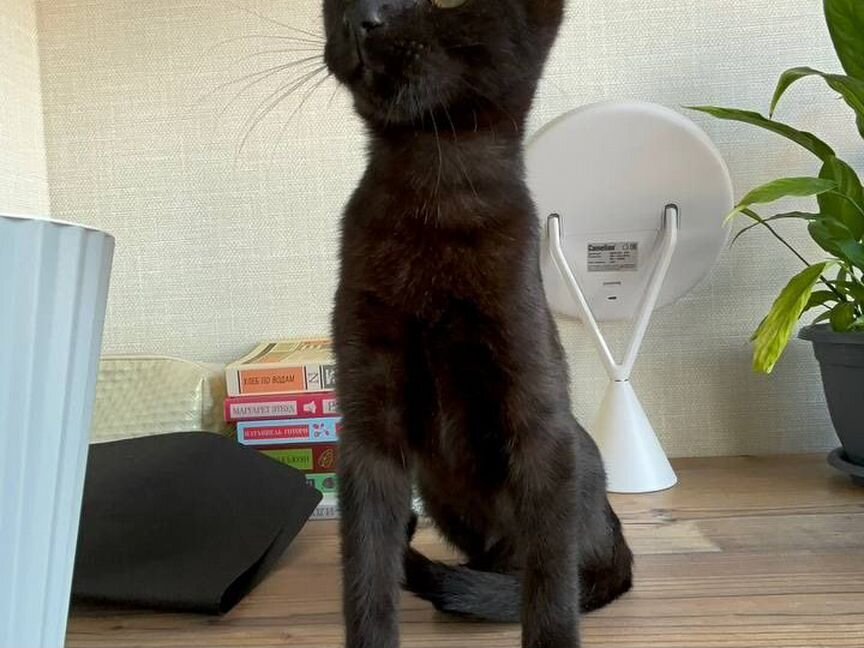Котенок в добрые руки