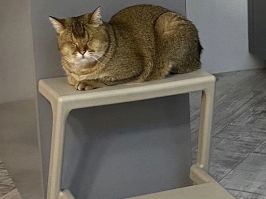 Отдам британец шиншила
