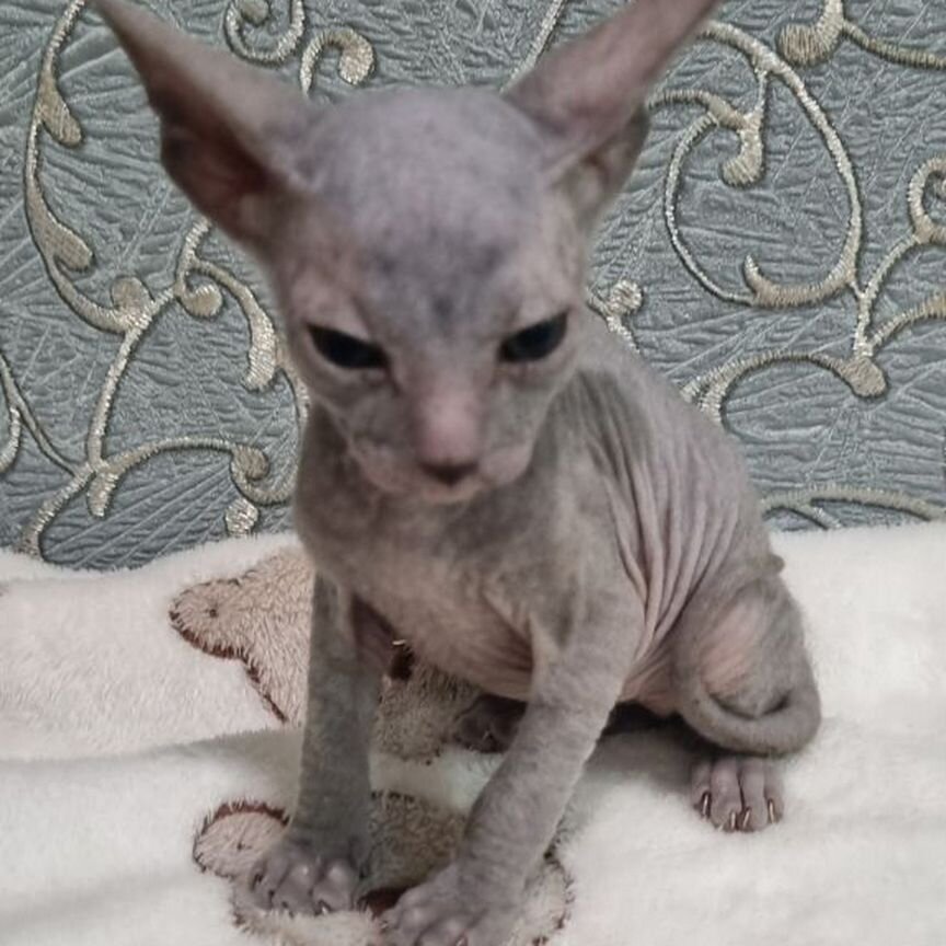 Донской сфинкс котёнок