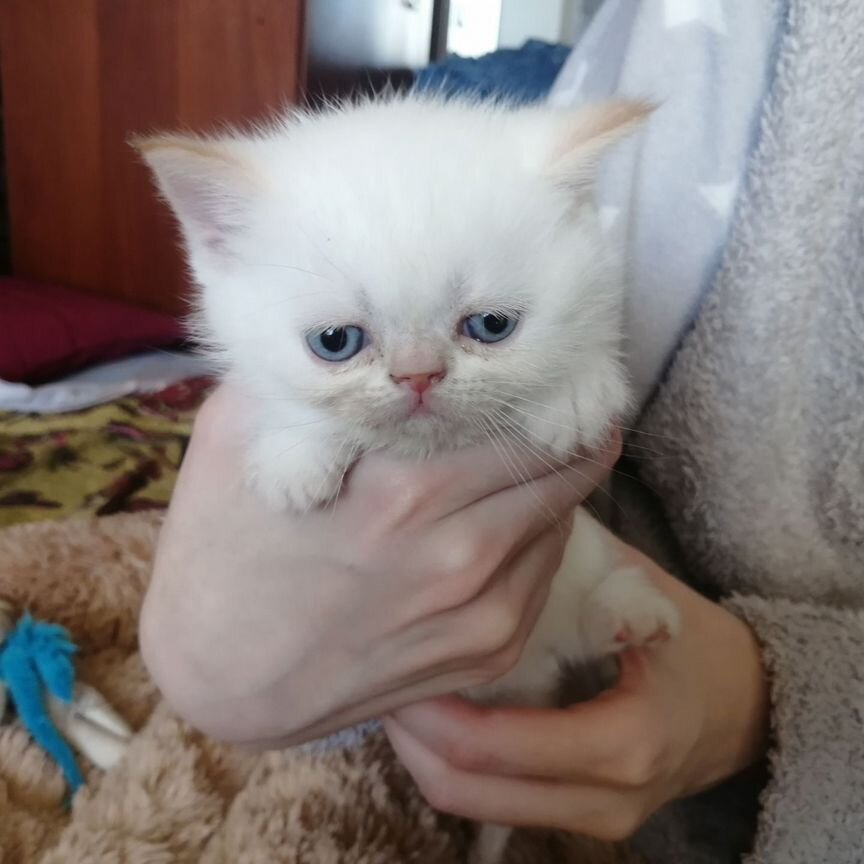 Котята экзоты