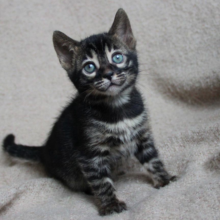 Котята уголечки