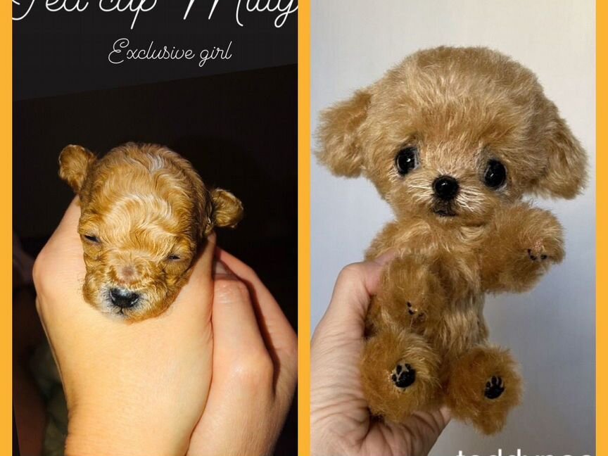 Микро мальтипу Корея Экслюзив