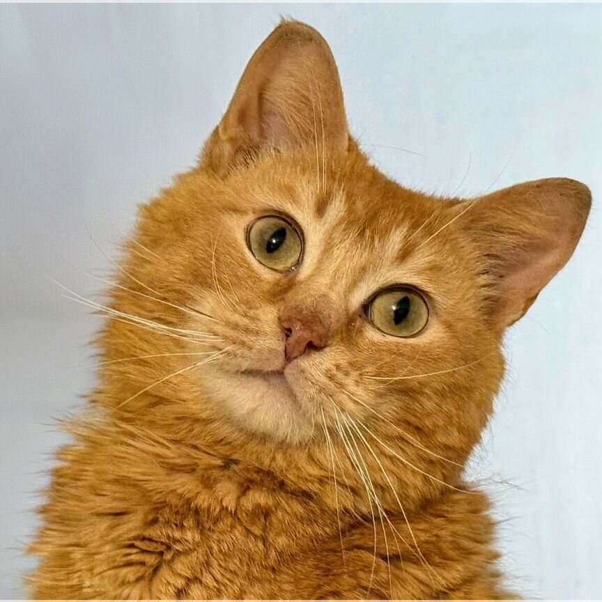 Взрослый кот в добрые руки