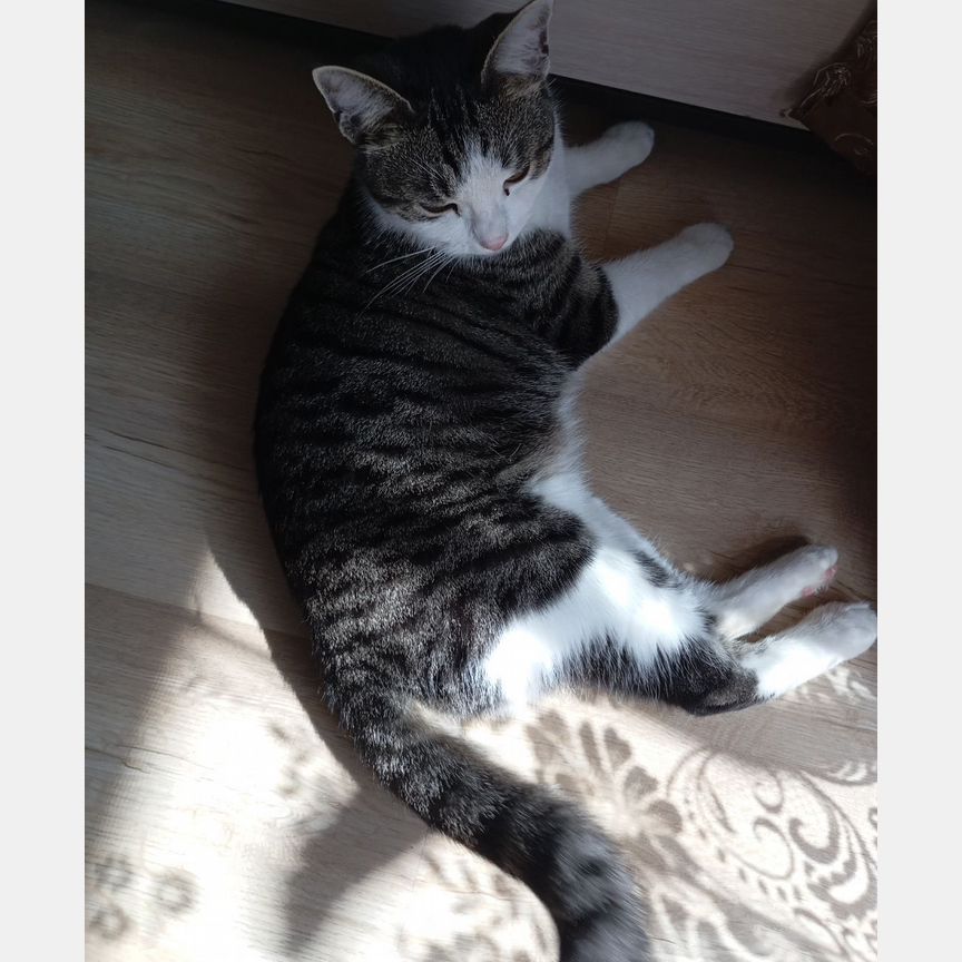 Отдам кошечкк