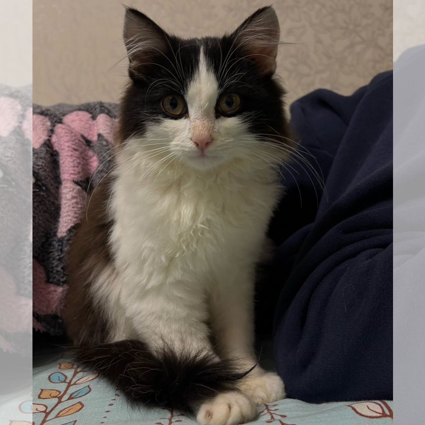 Котёнок в добрые руки