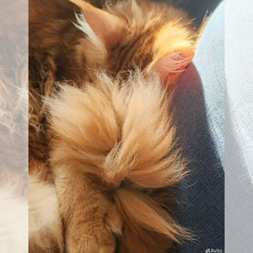 Котята мейн-кун